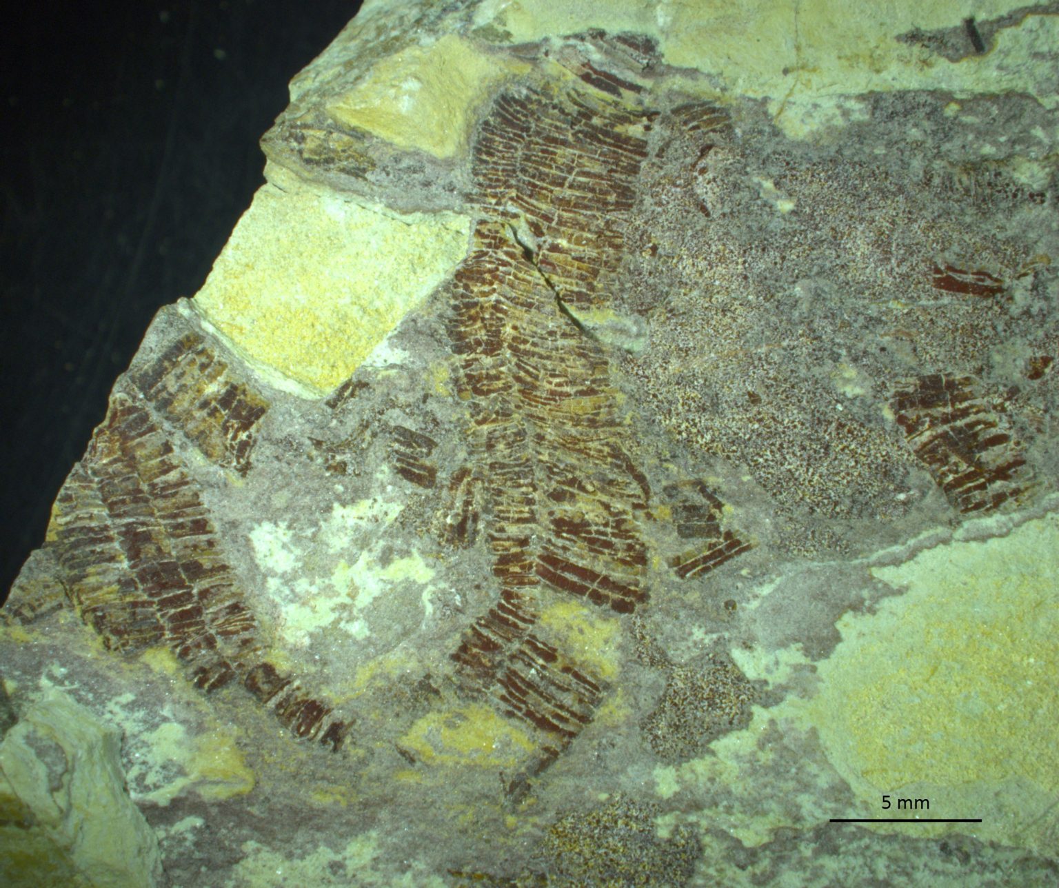 » Período Pré-Cambriano